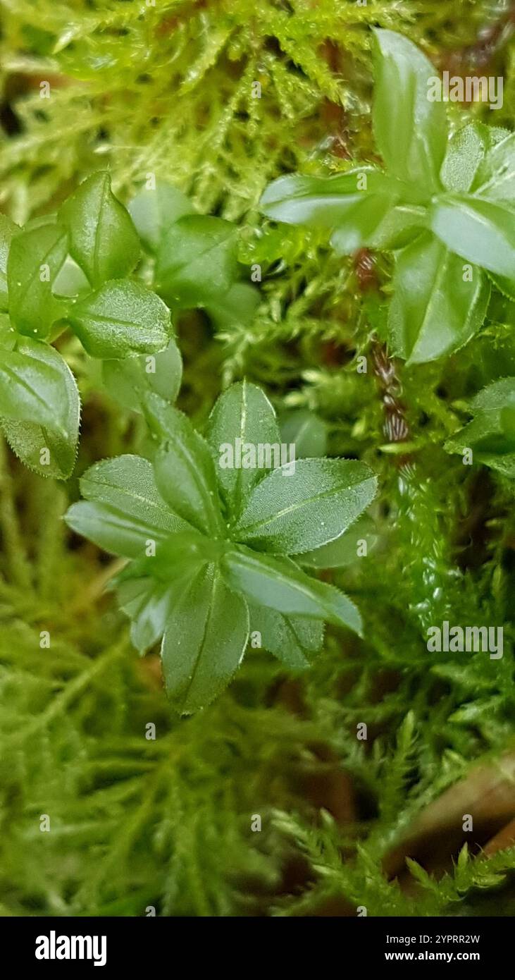 Badge Moss (Plagiomnium insigne Stock Photo - Alamy