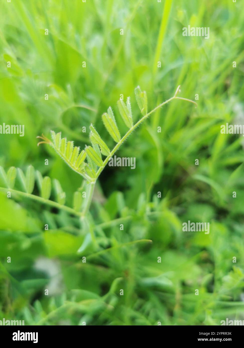 Common Vetch (Vicia sativa Stock Photo - Alamy