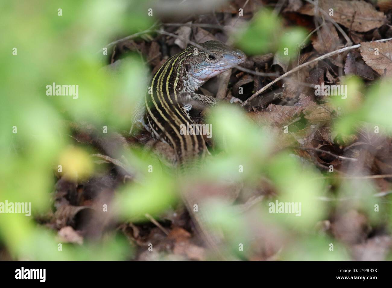 Common Spotted Whiptail (Aspidoscelis gularis Stock Photo - Alamy