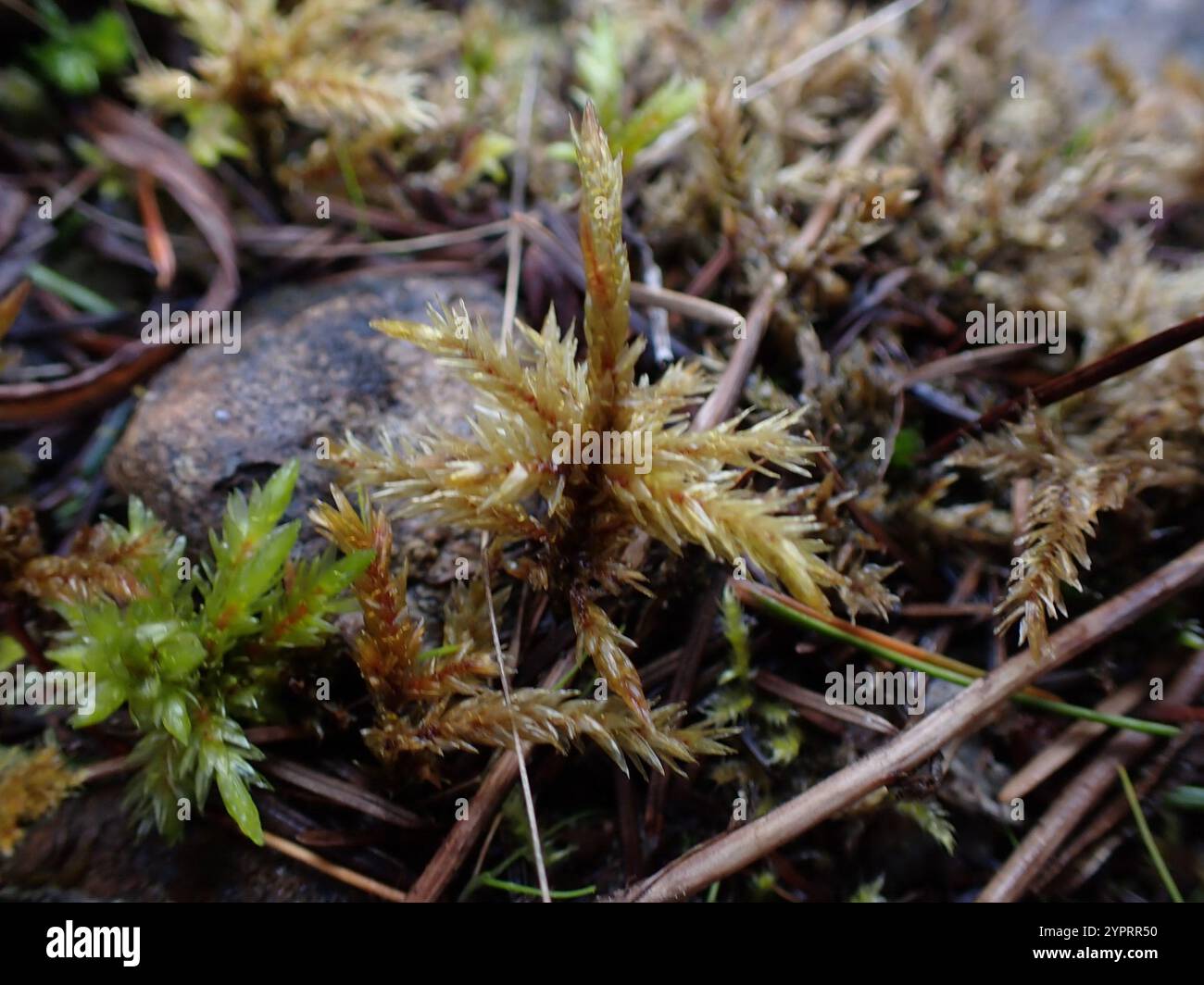 Climacium dendroides climacium dendroides hi-res stock photography and ...