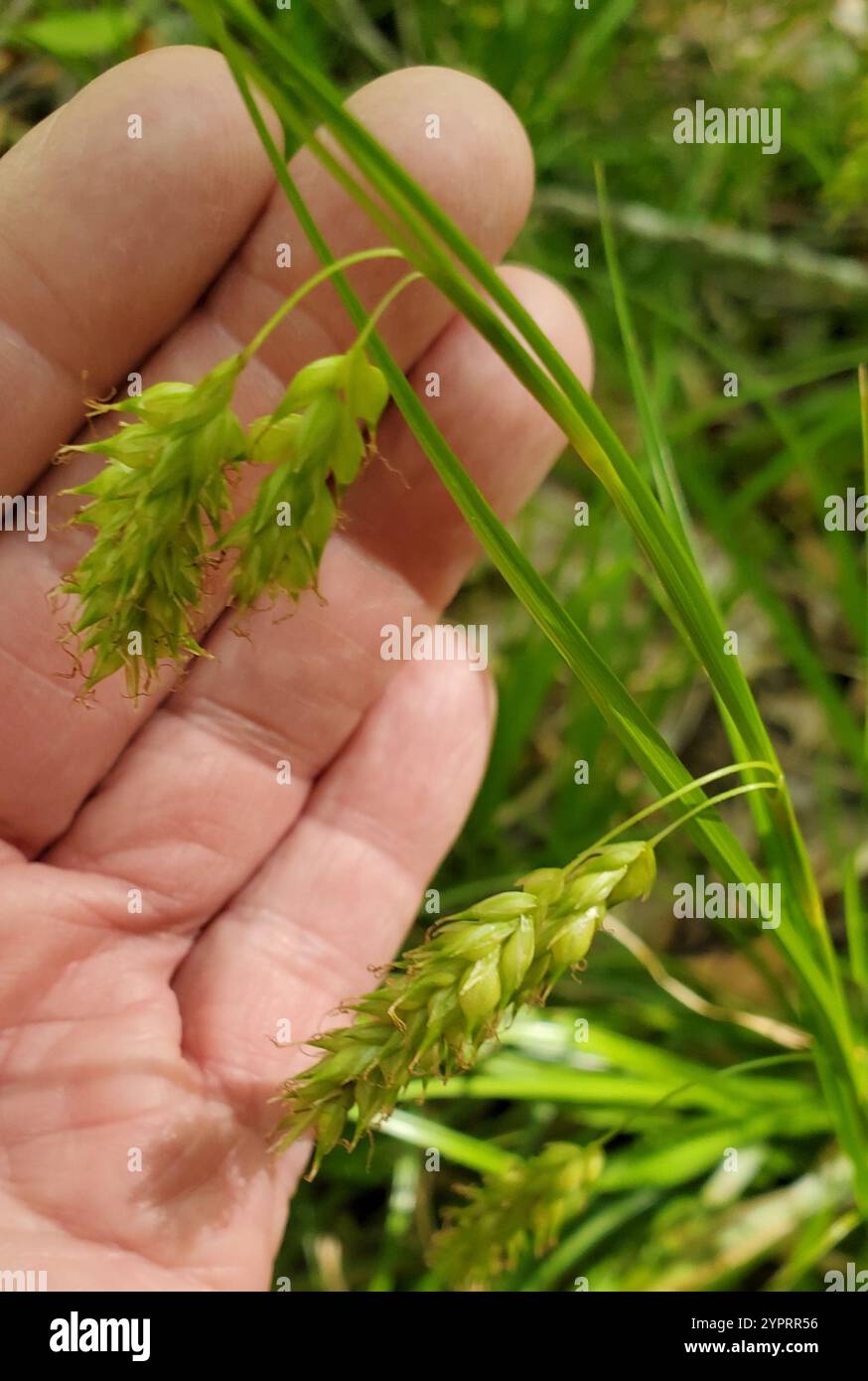 Cherokee sedge (Carex cherokeensis Stock Photo - Alamy Cherokee sedge (Carex cherokeensis Stock Photo - Alamy