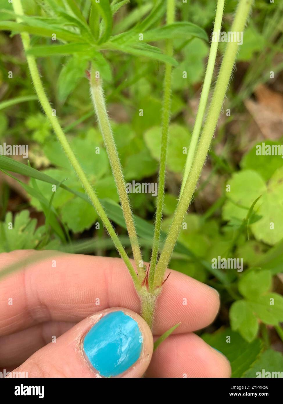Cut-leaved crane's-bill (Geranium dissectum Stock Photo - Alamy