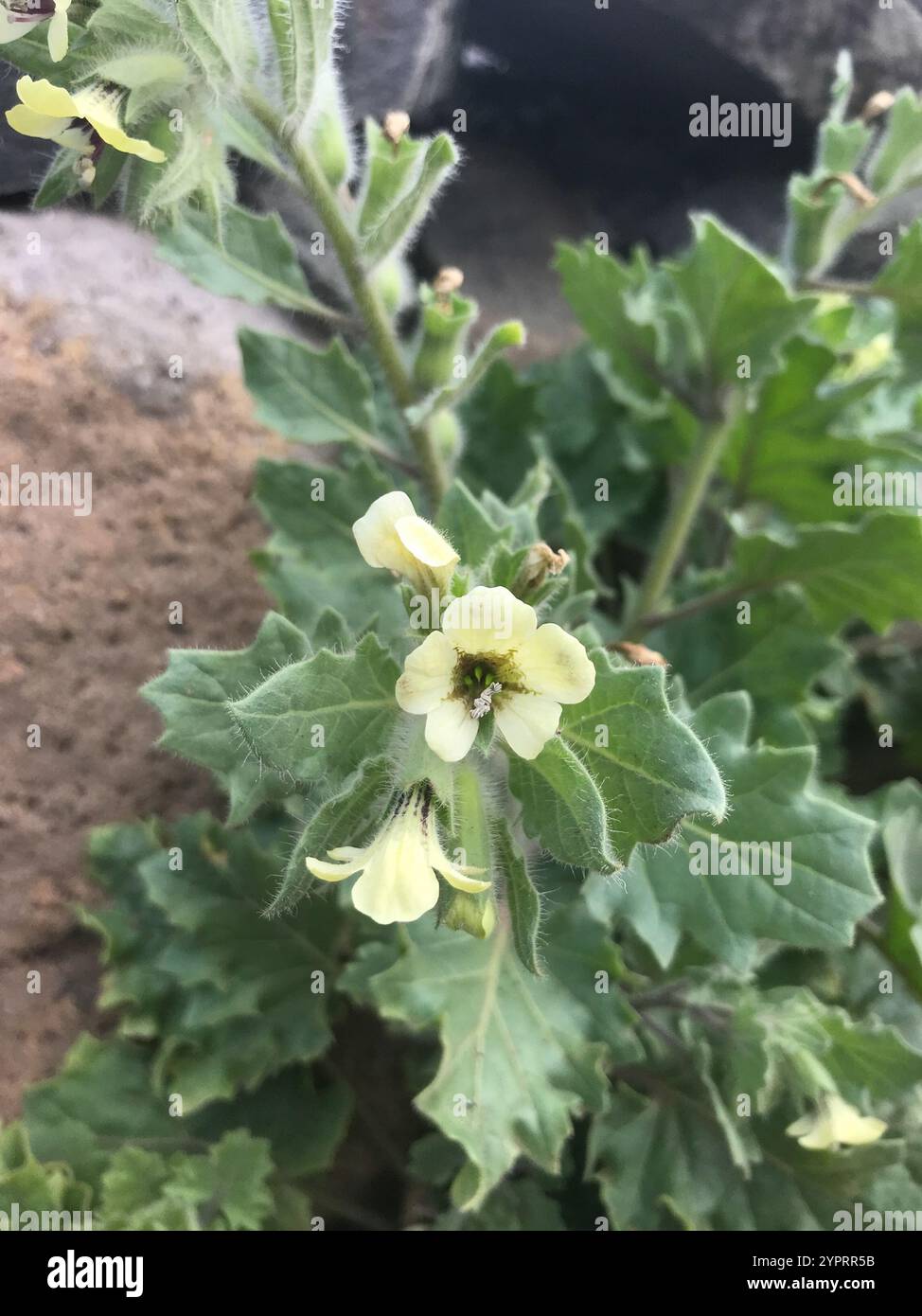 white henbane (Hyoscyamus albus Stock Photo - Alamy