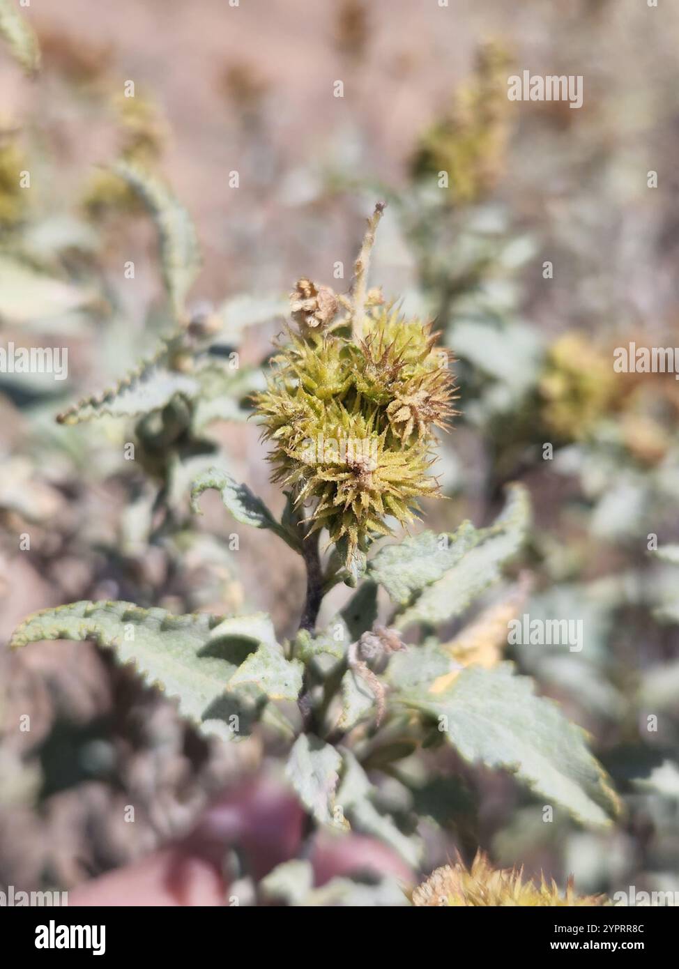triangle-leaf bursage (Ambrosia deltoidea Stock Photo - Alamy