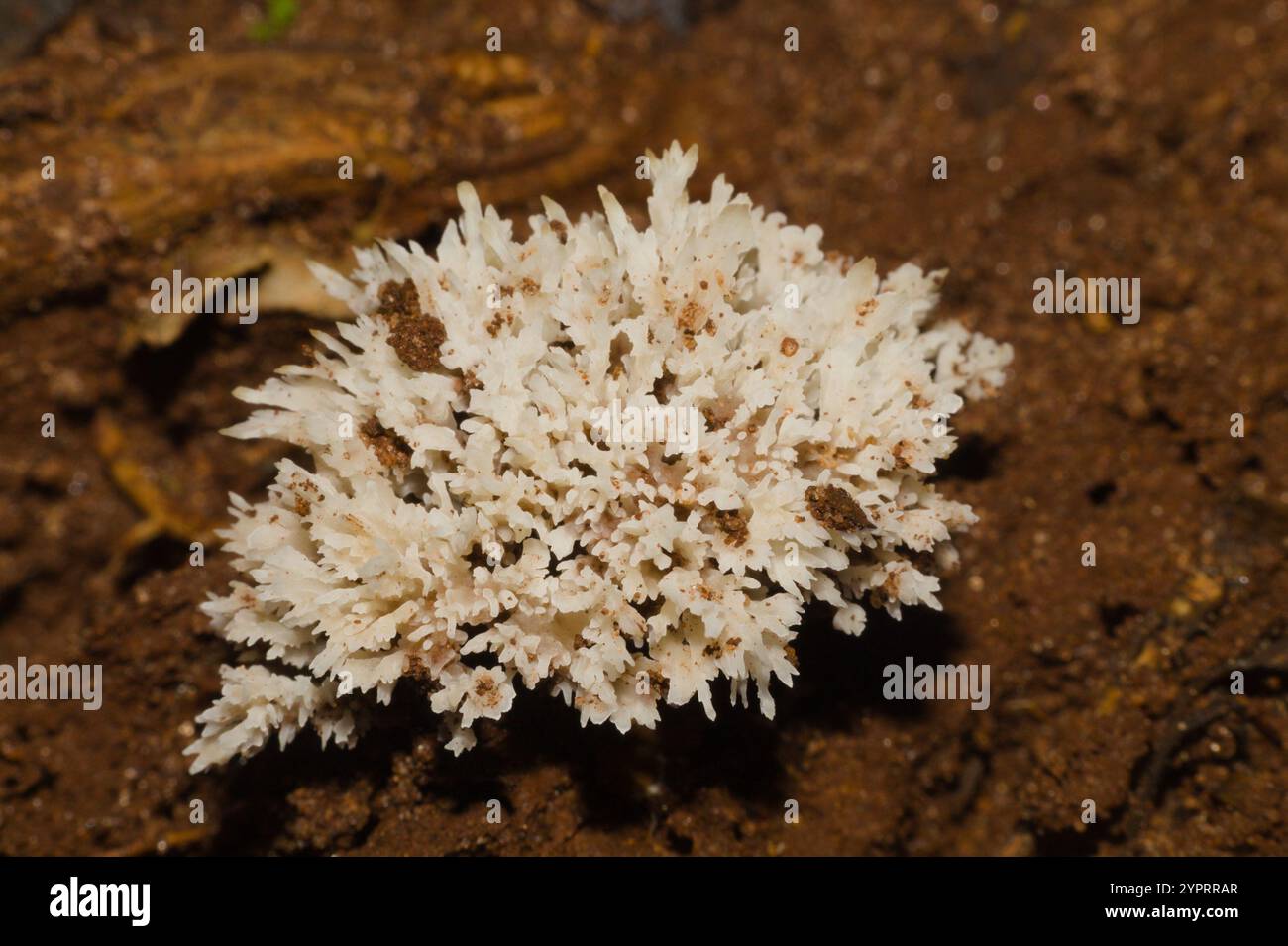 antler and spindle fungi (Clavariaceae Stock Photo - Alamy