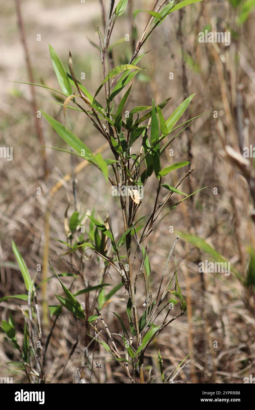 river cane (Arundinaria gigantea Stock Photo - Alamy