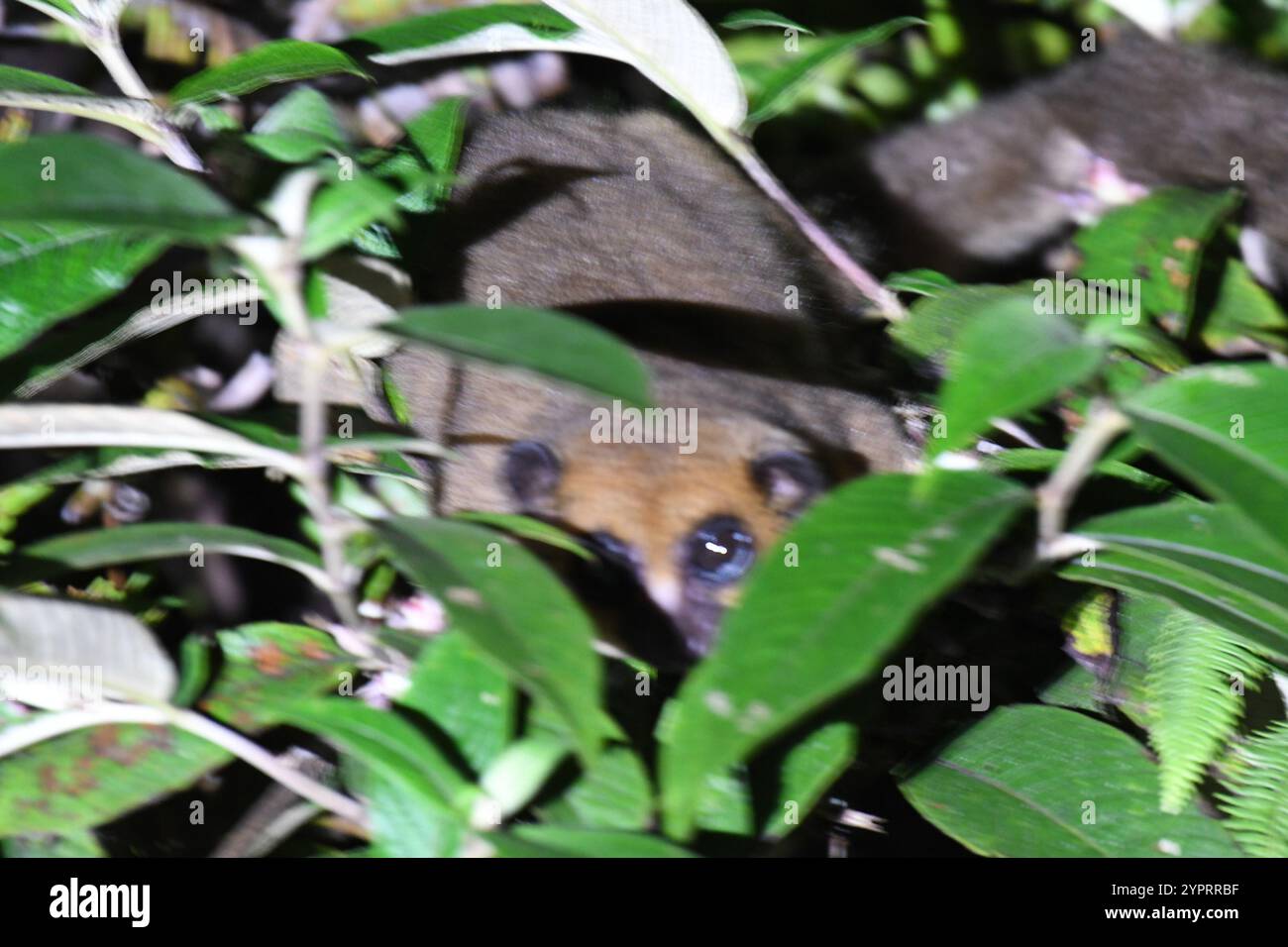 Dwarf Lemurs (Cheirogaleus Stock Photo - Alamy