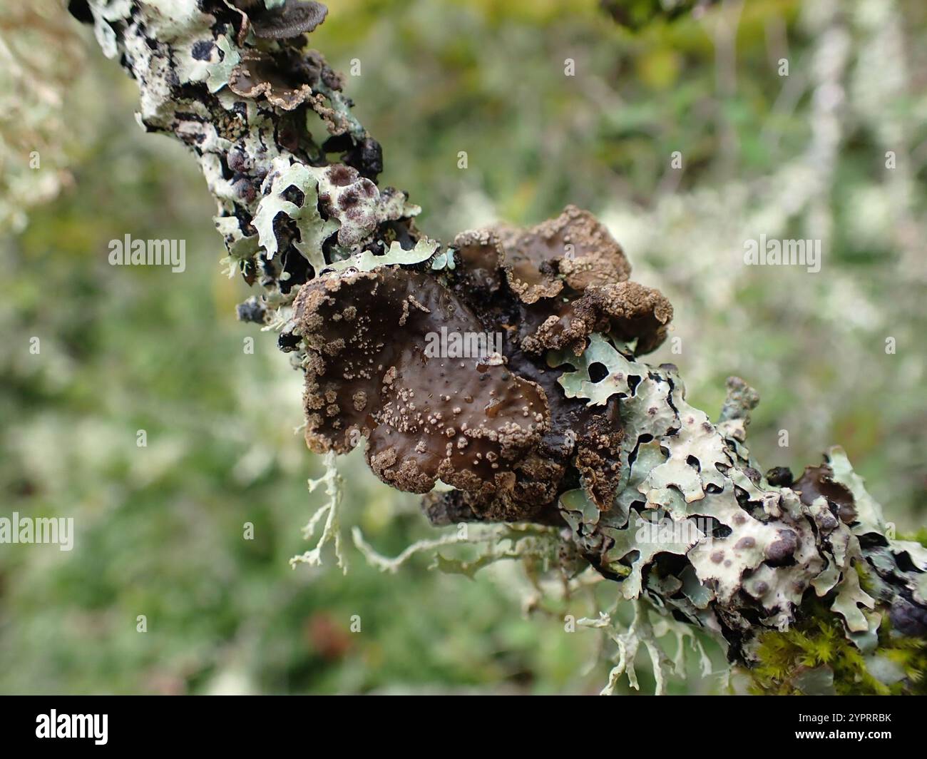 Powdered Moon Lichen (Sticta limbata Stock Photo - Alamy