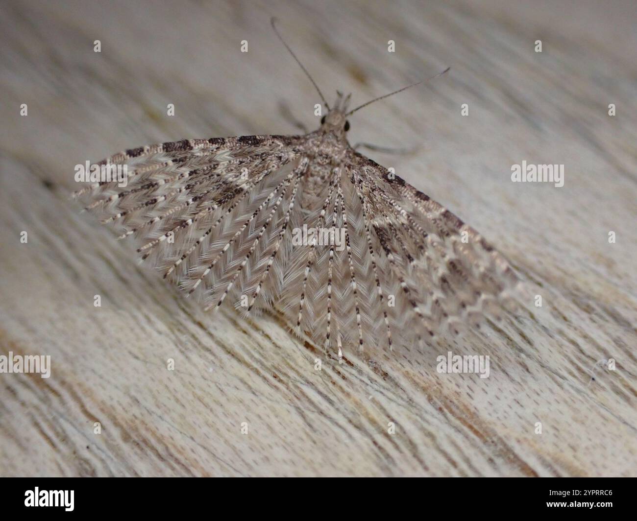 Twenty-plume Moth (Alucita hexadactyla Stock Photo - Alamy