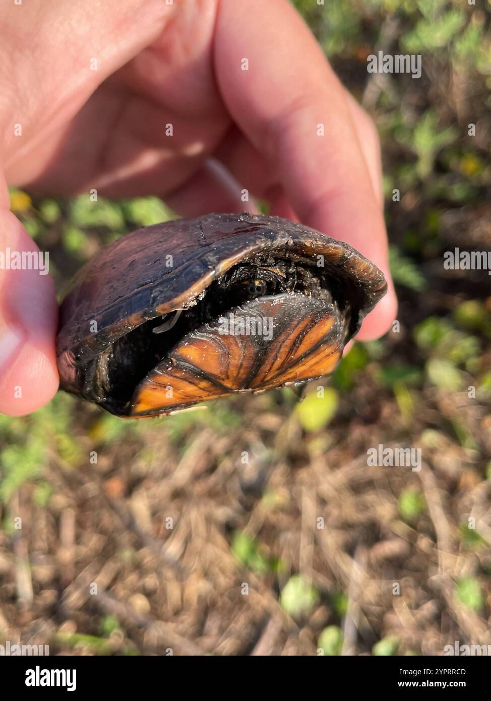 Mississippi Mud Turtle (Kinosternon subrubrum hippocrepis Stock Photo ...