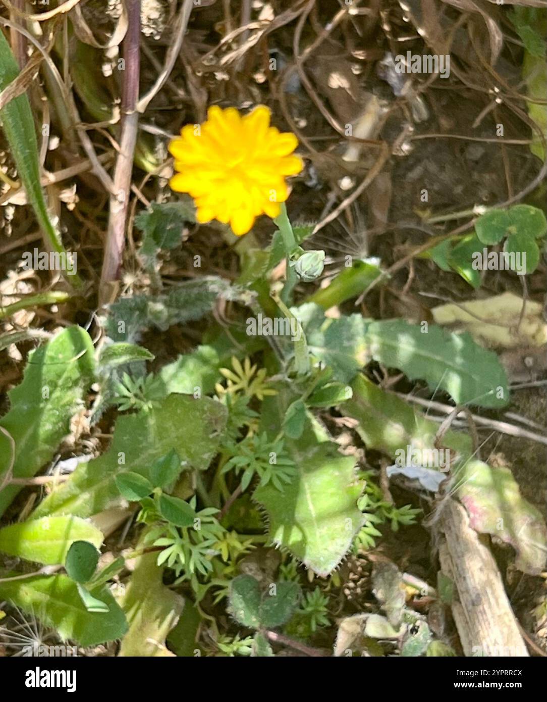 Smooth Cat's Ear (Hypochaeris glabra Stock Photo - Alamy