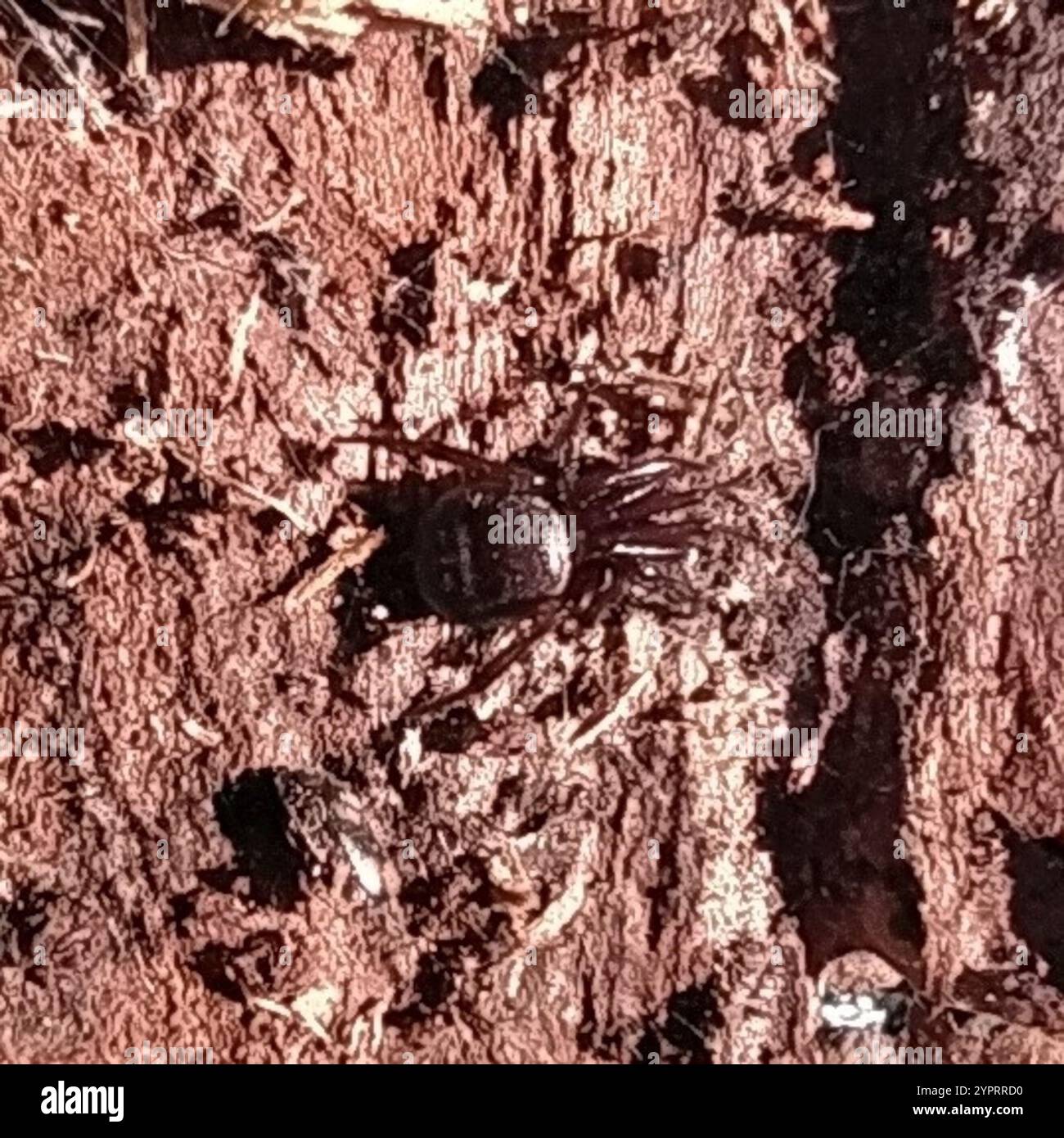 Rabbit Hutch Spider (Steatoda bipunctata Stock Photo - Alamy