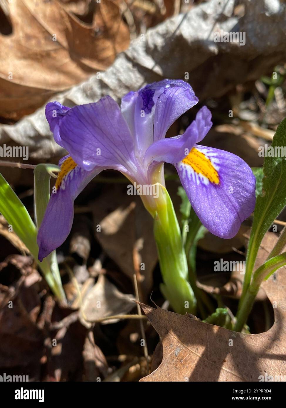Iris verna hi-res stock photography and images - Alamy