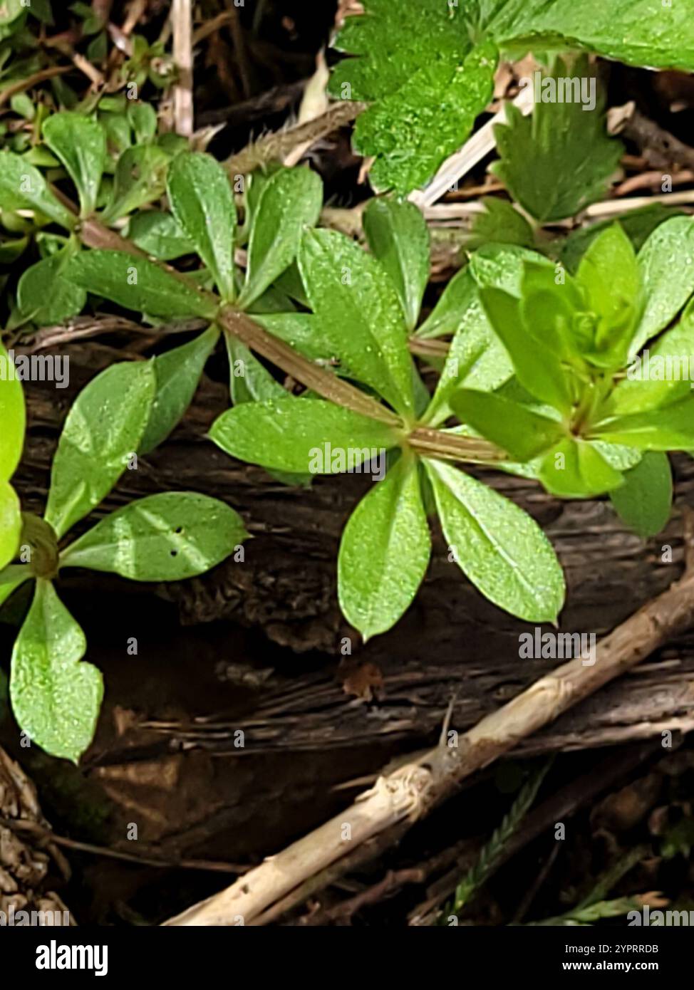 fragrant bedstraw (Galium triflorum Stock Photo - Alamy