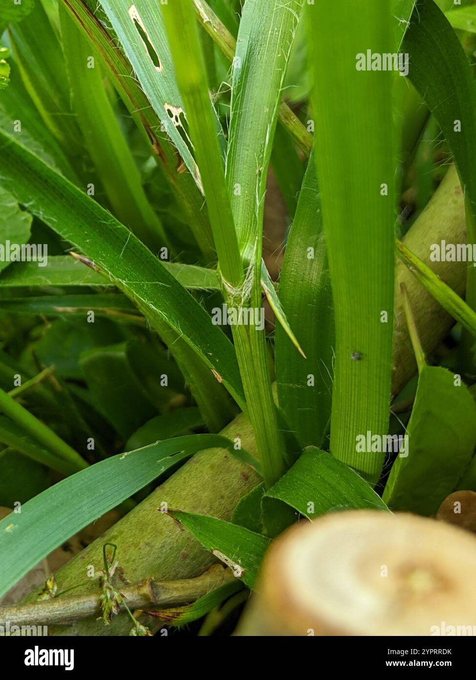 Great Woodrush (Luzula sylvatica Stock Photo - Alamy