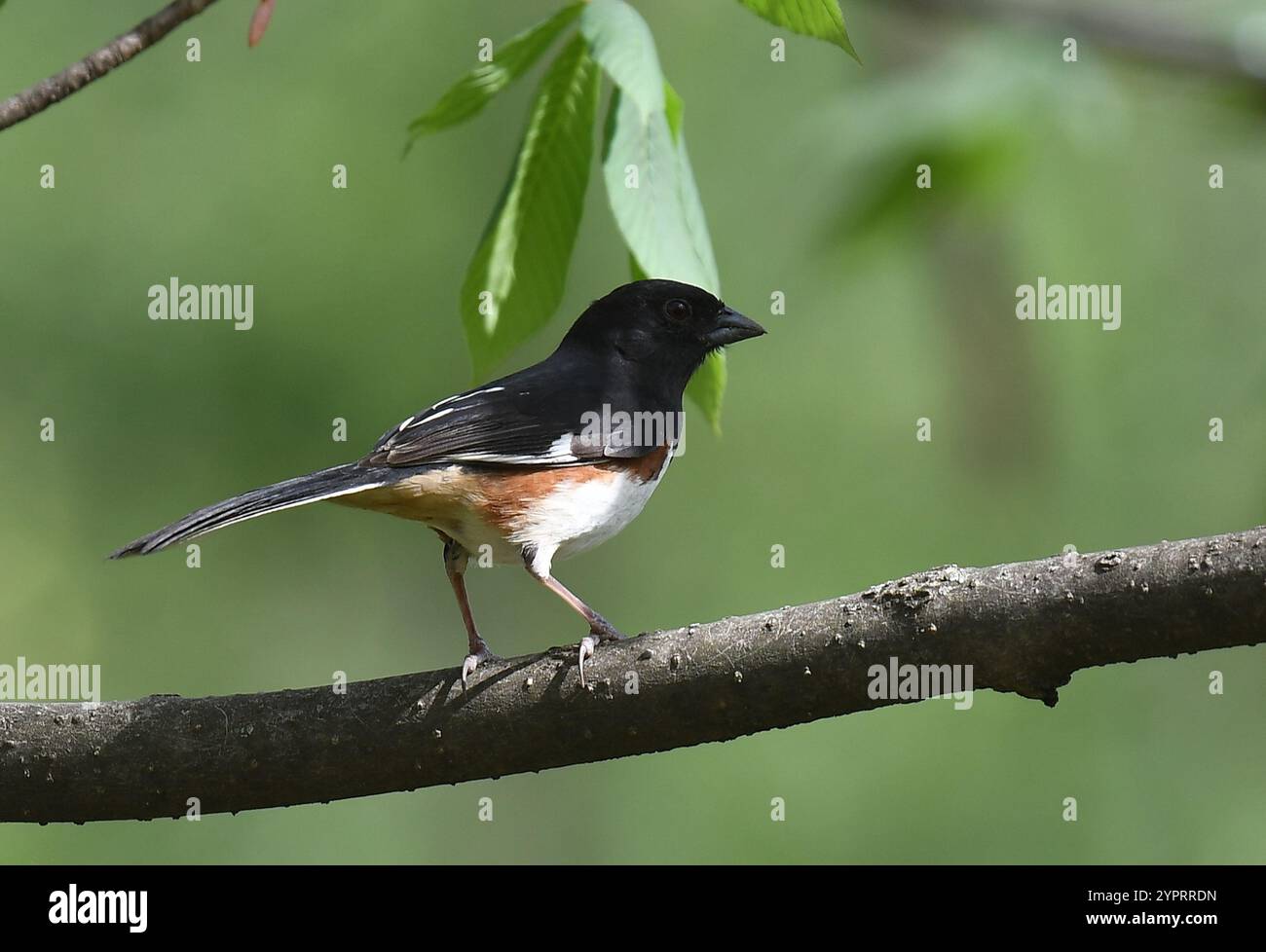 Eastern Towhee (Pipilo erythrophthalmus Stock Photo - Alamy