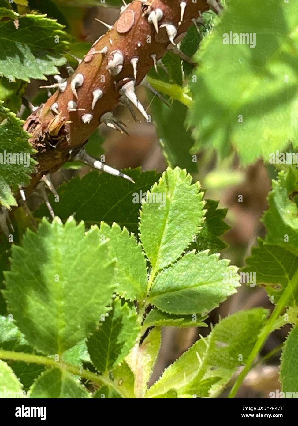 California Wild Rose (Rosa californica Stock Photo - Alamy