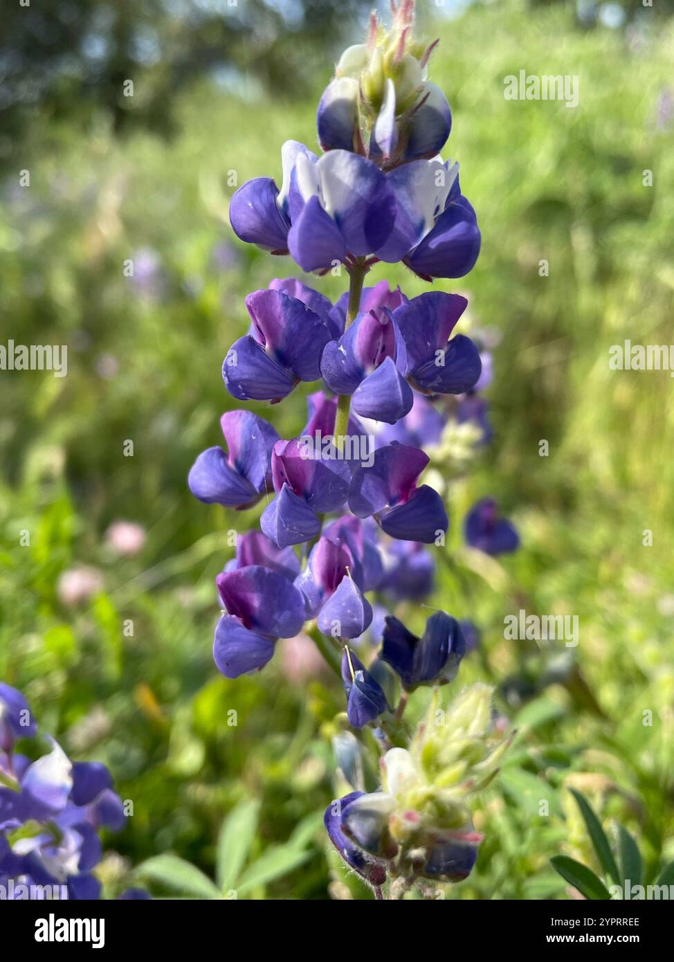 Sky Lupine (Lupinus nanus Stock Photo - Alamy