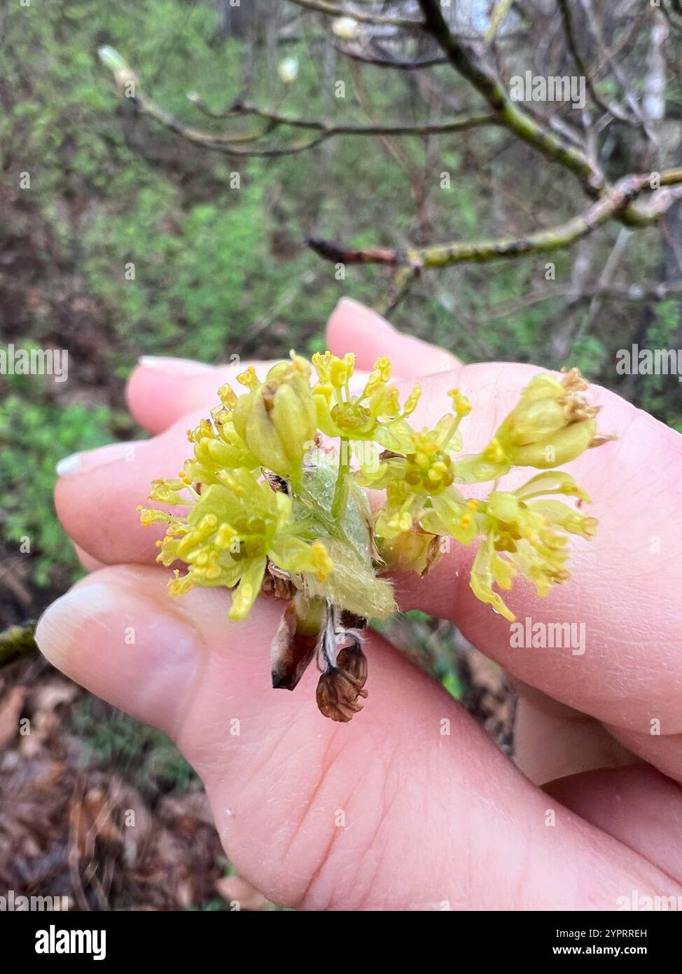 sassafras (Sassafras albidum Stock Photo - Alamy