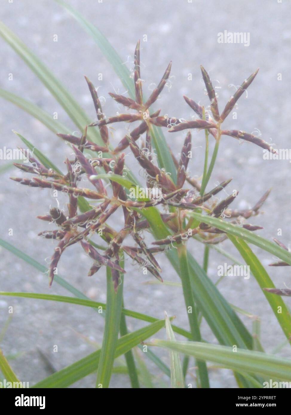 Purple nutsedge (Cyperus rotundus Stock Photo - Alamy