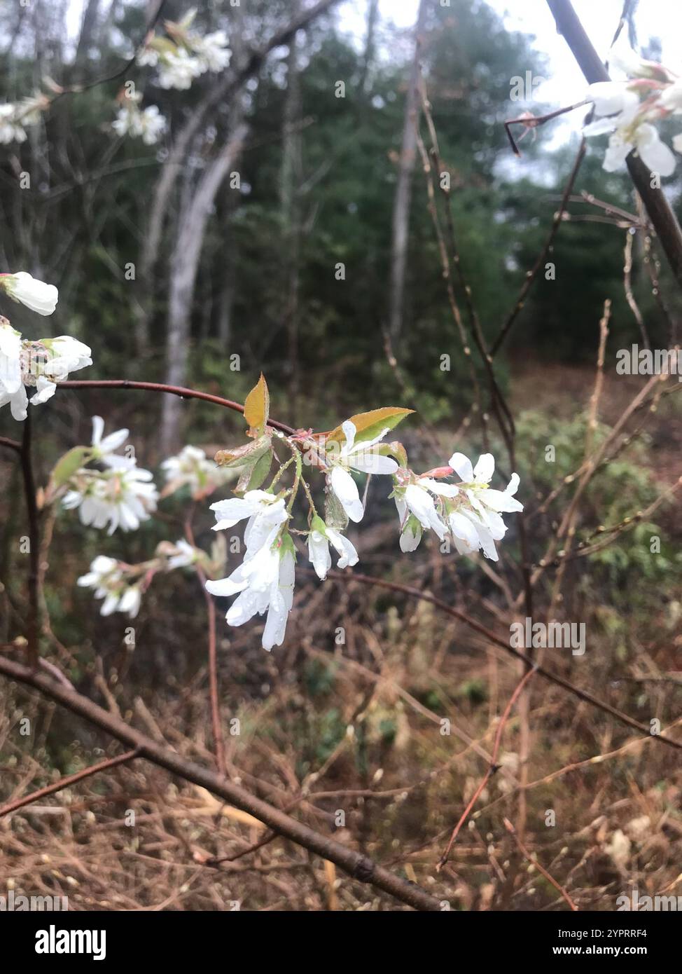Canadian serviceberry (Amelanchier canadensis Stock Photo - Alamy