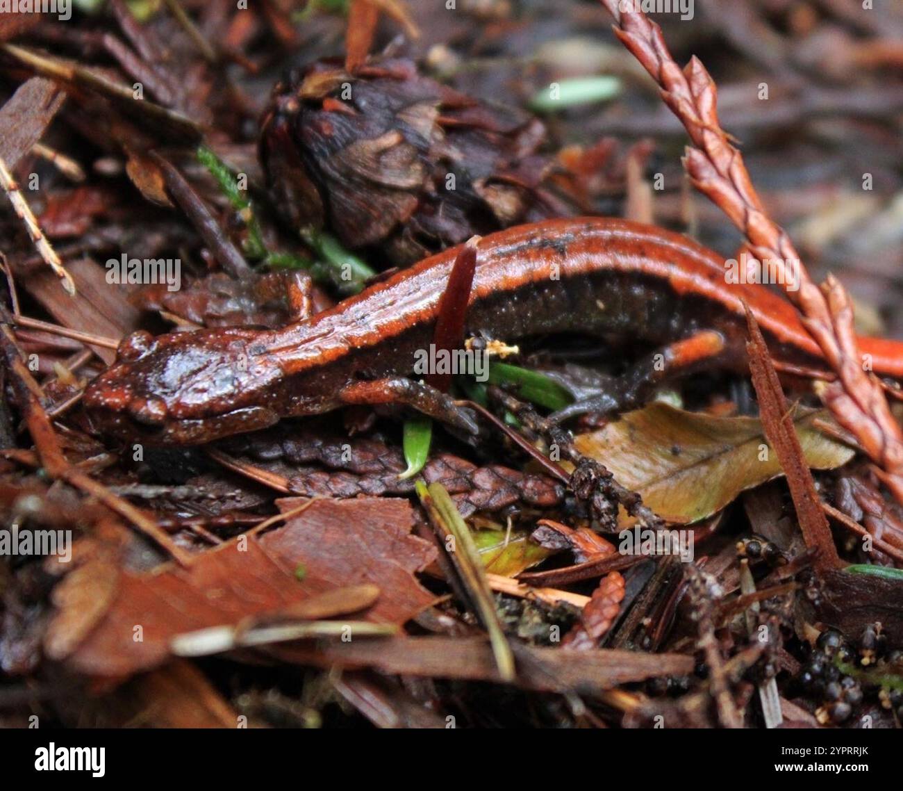 Western Red-backed Salamander (Plethodon vehiculum Stock Photo - Alamy
