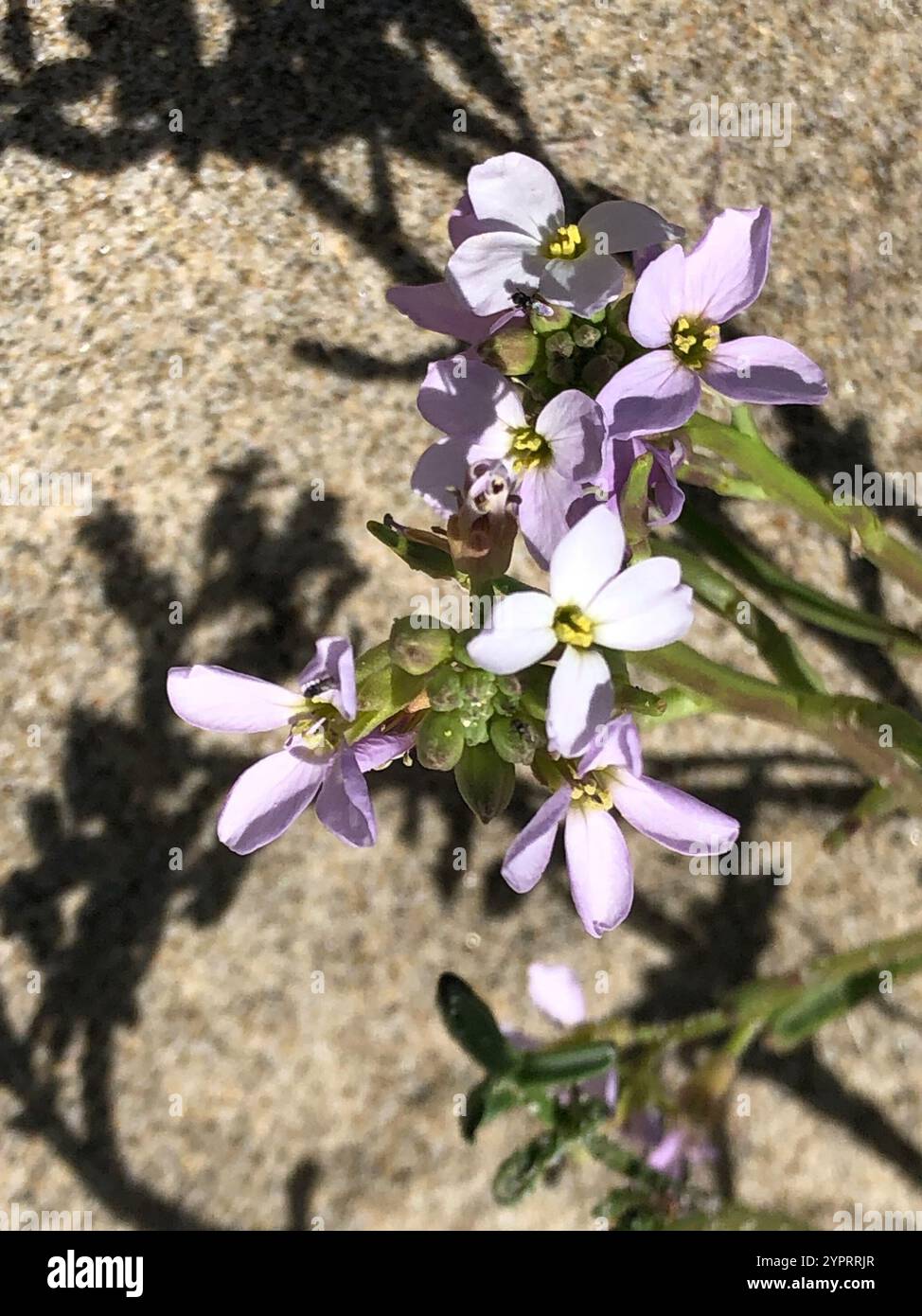 European Searocket (Cakile maritima Stock Photo - Alamy