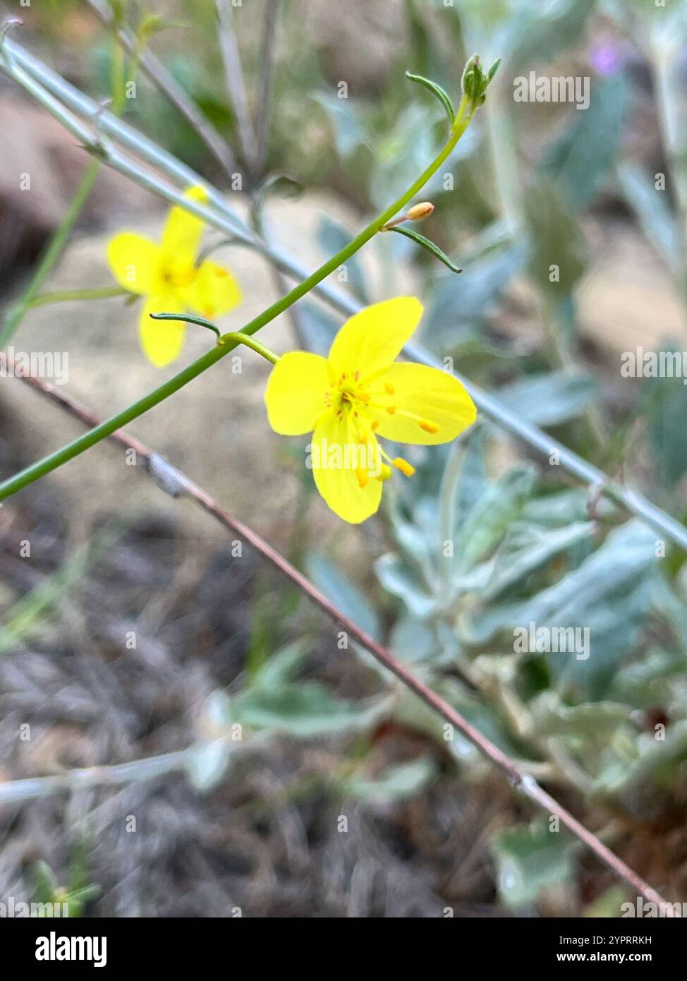 California primrose (Eulobus californicus Stock Photo - Alamy
