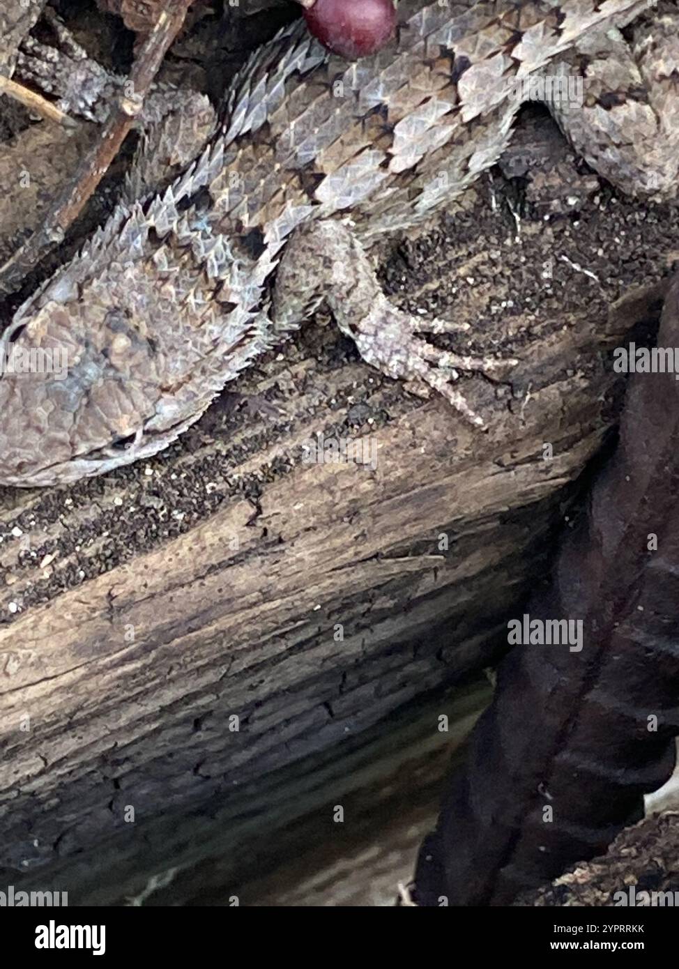Texas Spiny Lizard (Sceloporus olivaceus Stock Photo - Alamy