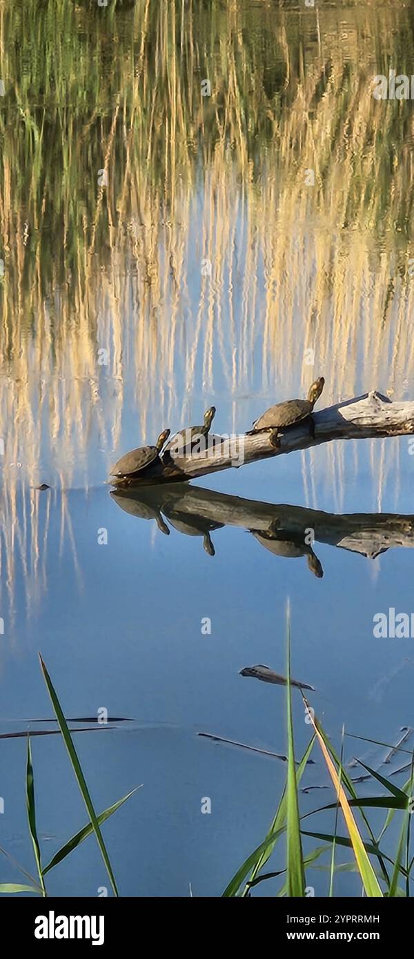 Big Bend Slider (Trachemys gaigeae Stock Photo - Alamy