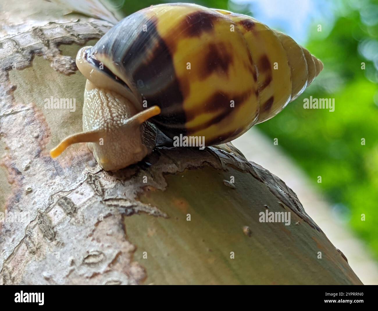 Amphidromus hi-res stock photography and images - Alamy