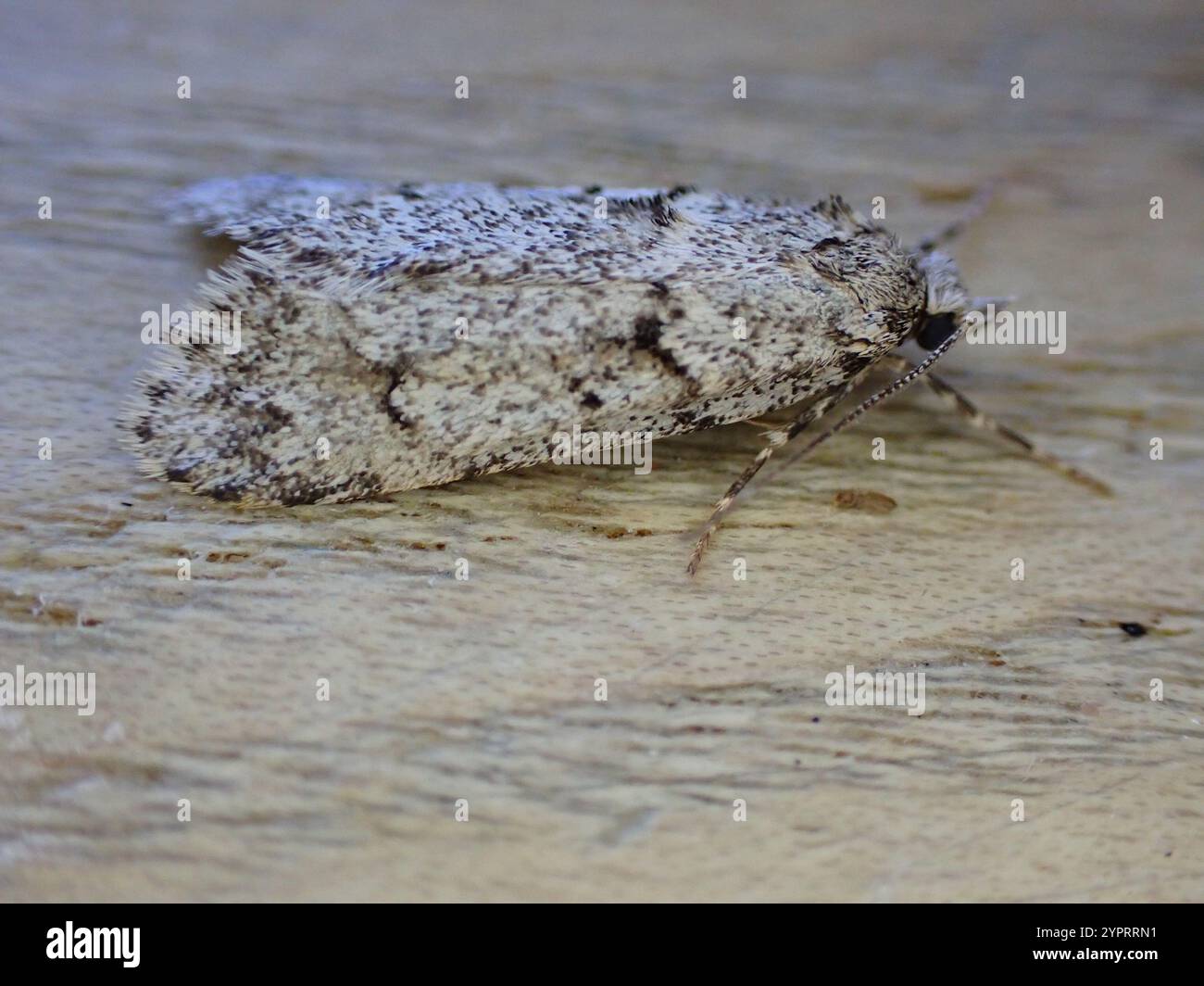 March Tubic (Diurnea fagella Stock Photo - Alamy