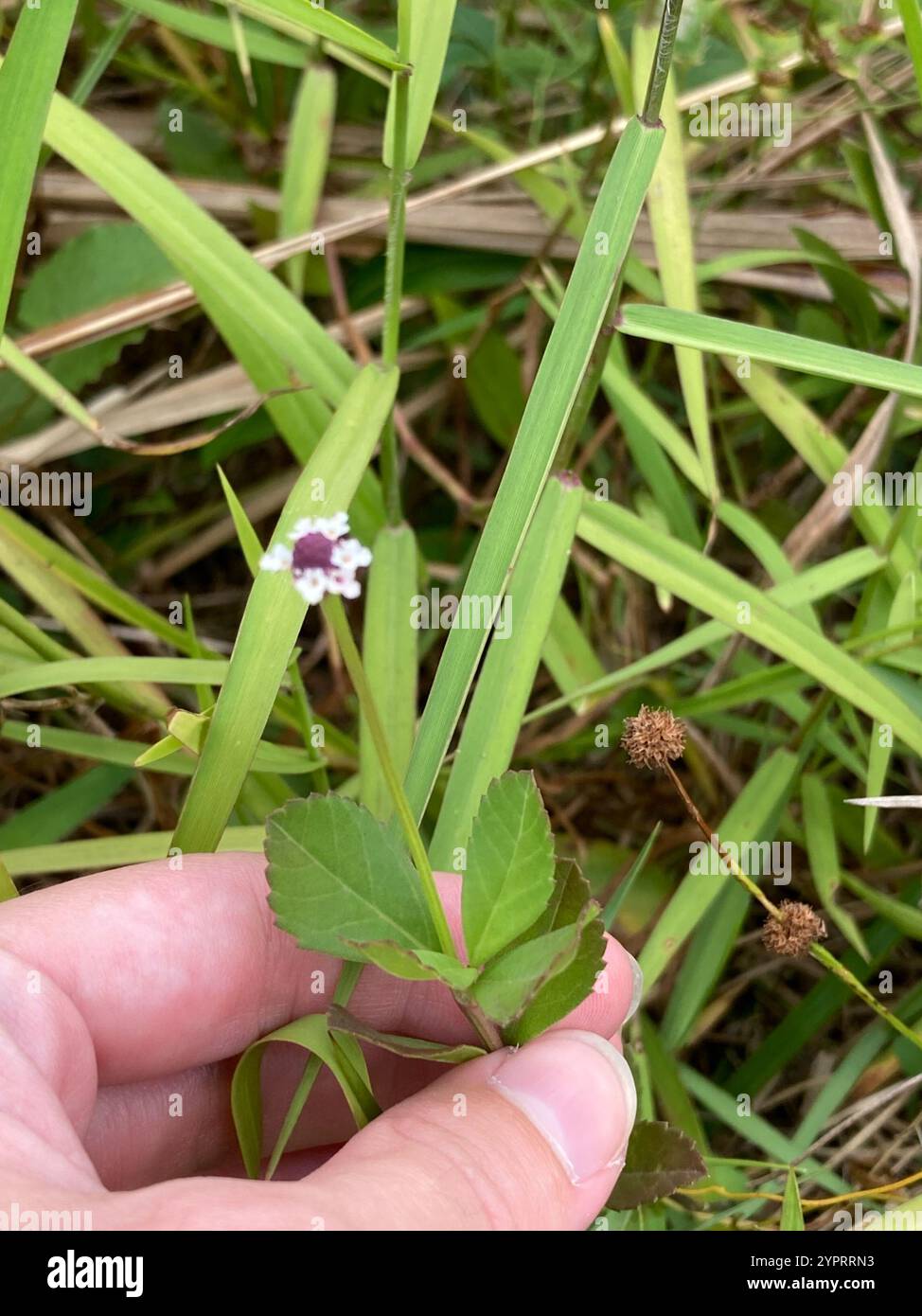 turkey tangle frogfruit (Phyla nodiflora Stock Photo - Alamy