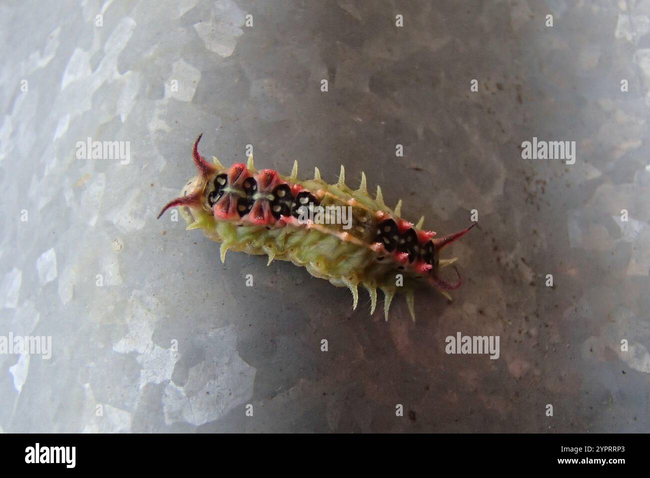 Four-spotted Cup Moth (Doratifera quadriguttata Stock Photo - Alamy