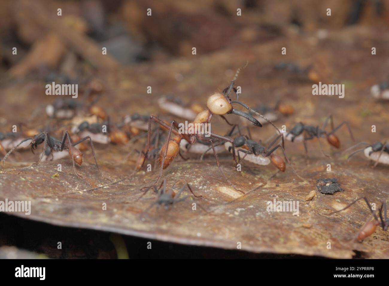 Eciton burchellii ant hi-res stock photography and images - Alamy