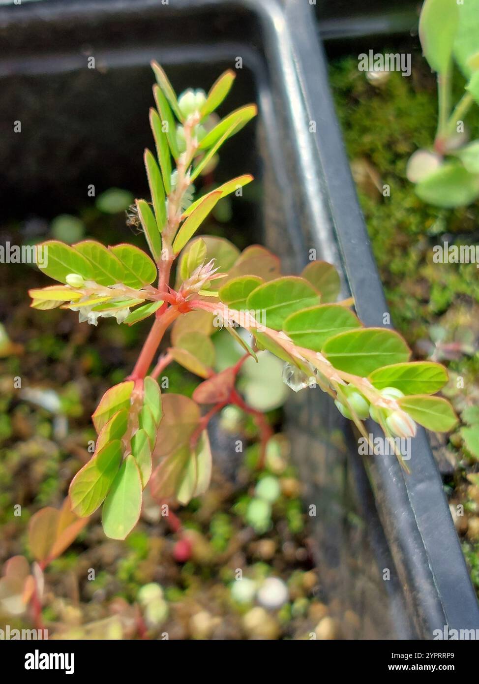 White Leaf-flower (Phyllanthus leucanthus Stock Photo - Alamy
