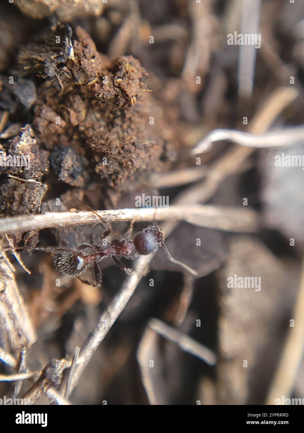 Andre's Harvester Ant (Veromessor andrei Stock Photo - Alamy