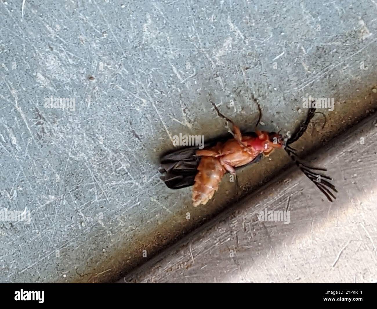 Douglas fir glow-worm (Pterotus obscuripennis Stock Photo - Alamy