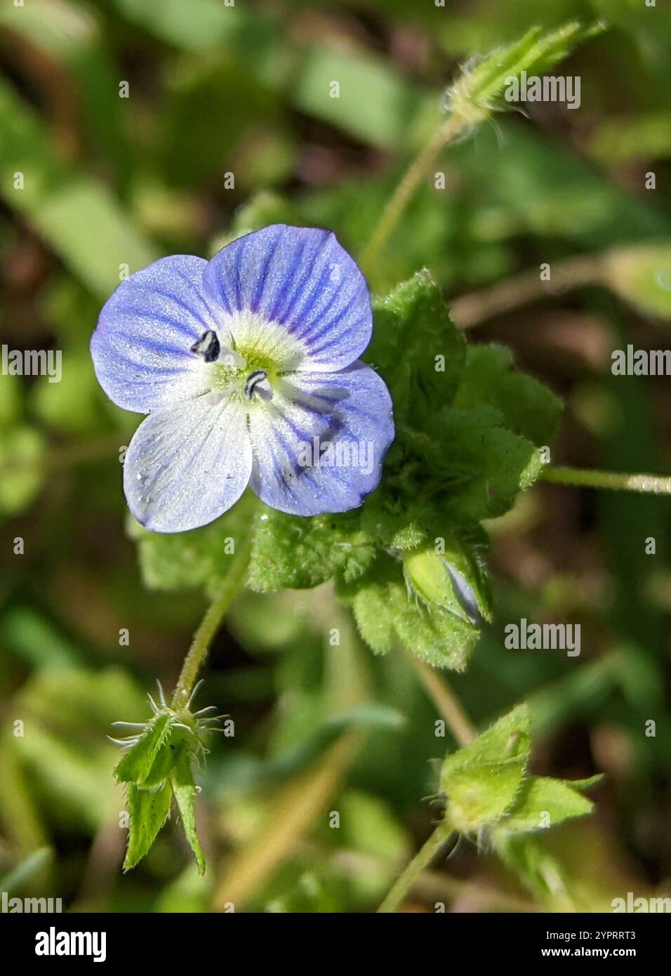 bird's-eye speedwell (Veronica persica Stock Photo - Alamy