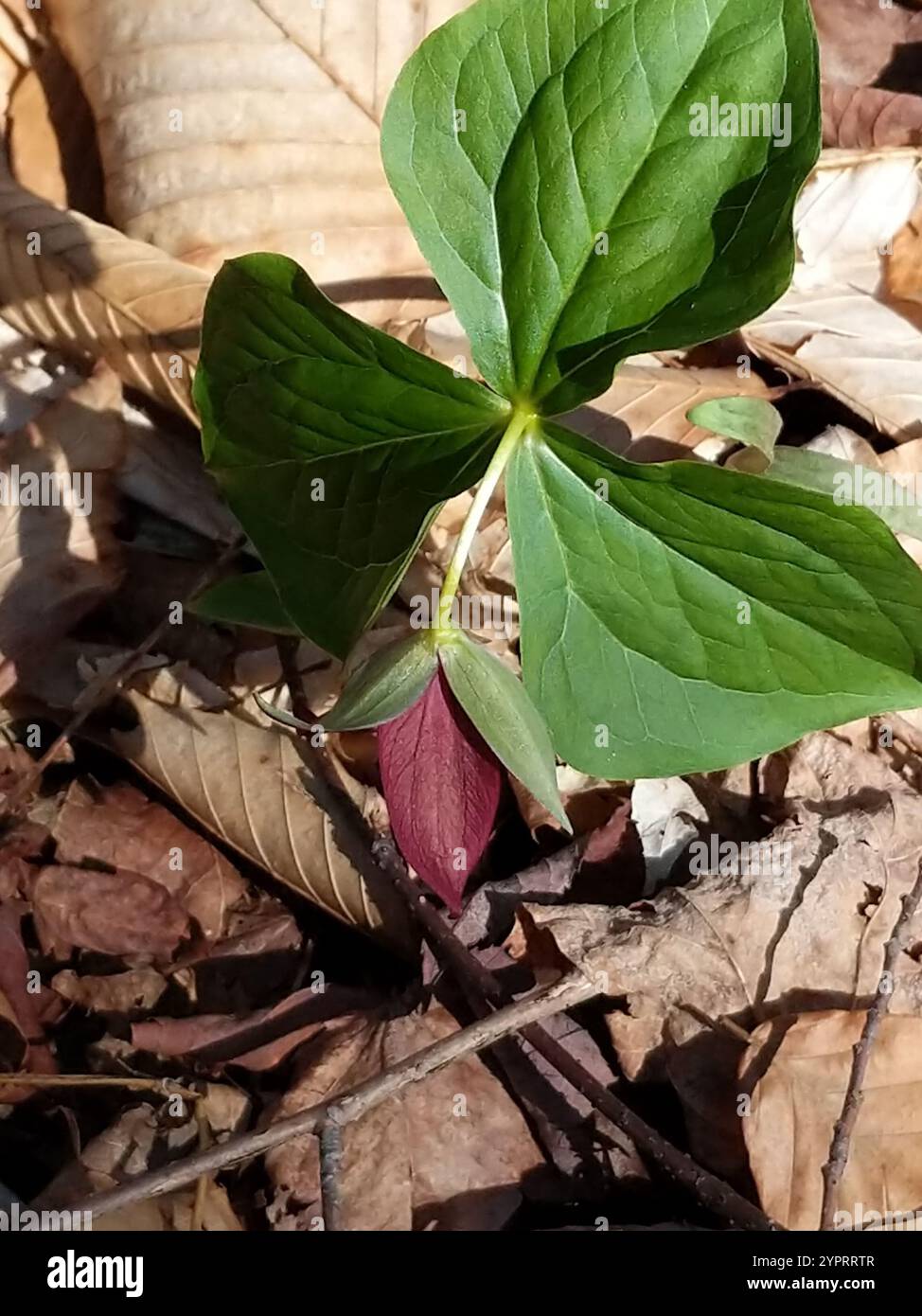red trillium (Trillium erectum Stock Photo - Alamy