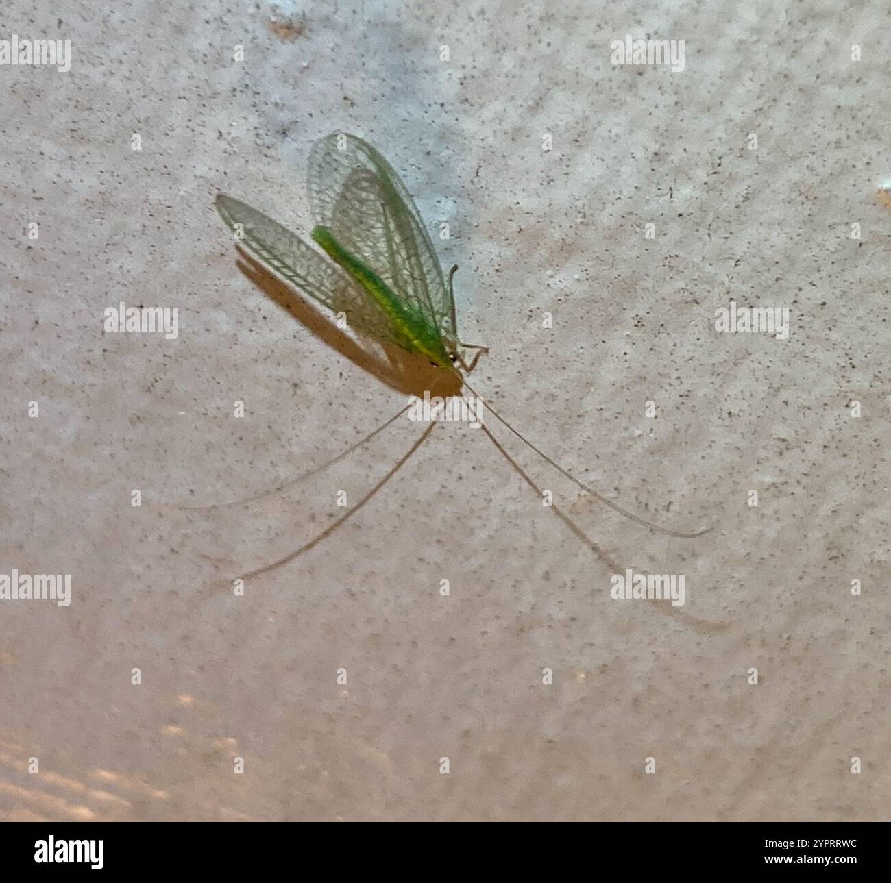 Mallada hi-res stock photography and images - Alamy