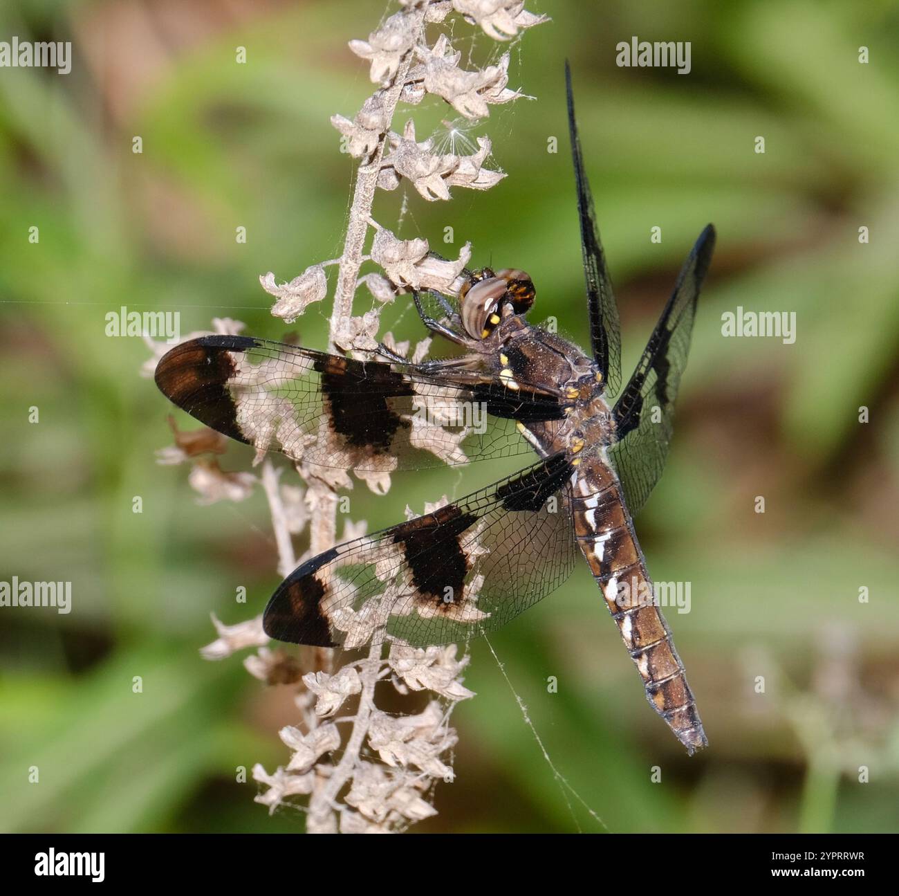 Common Whitetail (Plathemis lydia Stock Photo - Alamy