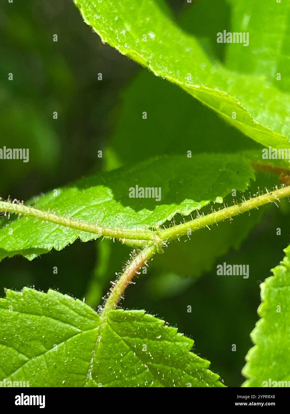 American hazelnut (Corylus americana Stock Photo - Alamy