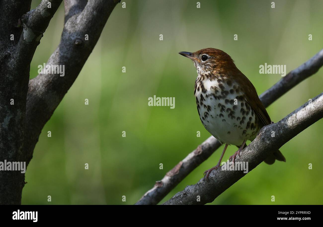 Wood Thrush (Hylocichla mustelina Stock Photo - Alamy
