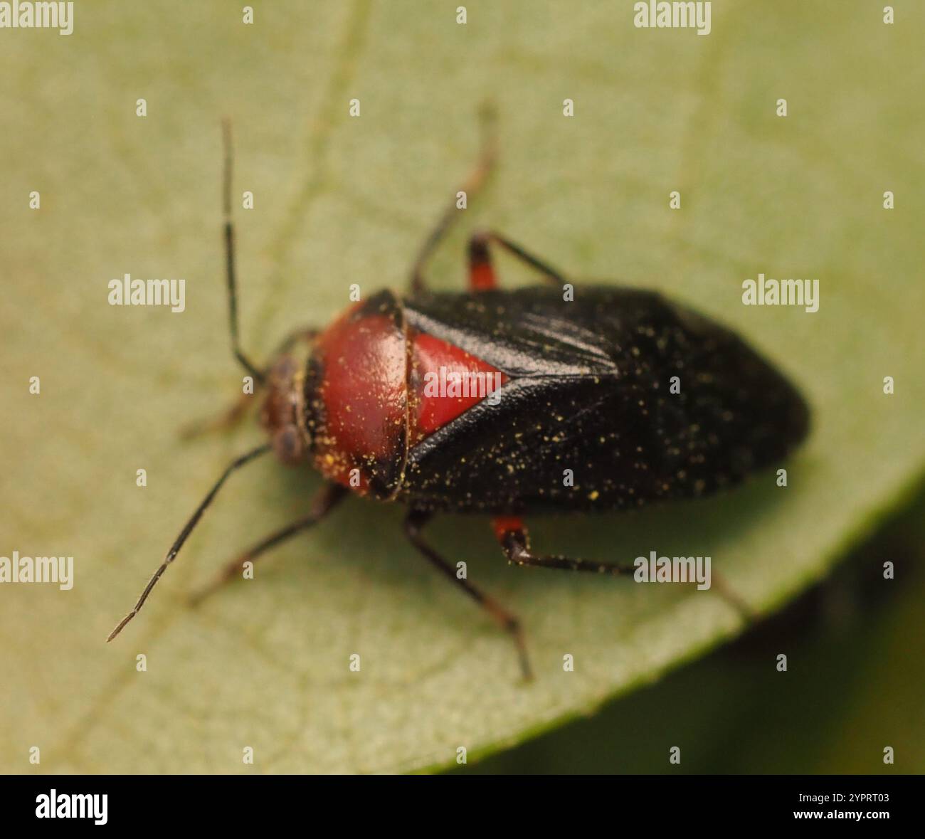 Orange-wedged Mirid (Neocapsus cuneatus Stock Photo - Alamy