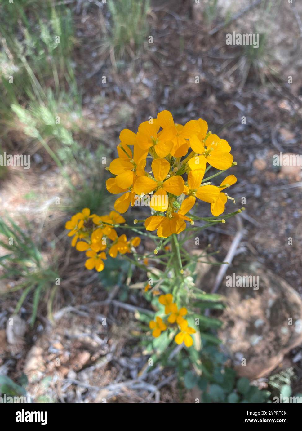 Western Wallflower (Erysimum capitatum Stock Photo - Alamy