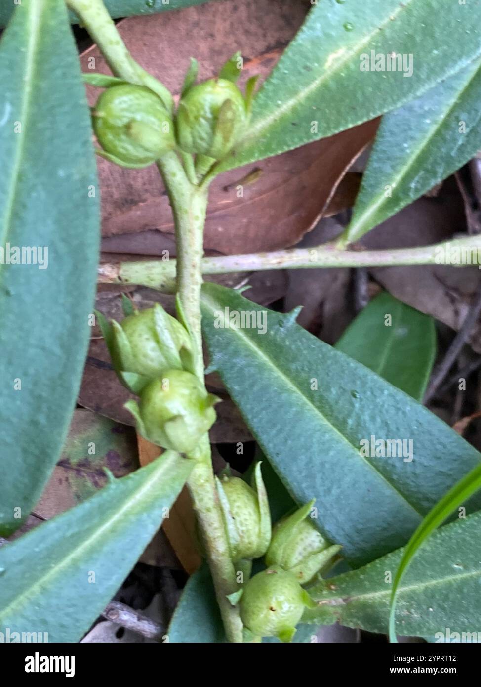 Winter Apple (Eremophila debilis Stock Photo - Alamy