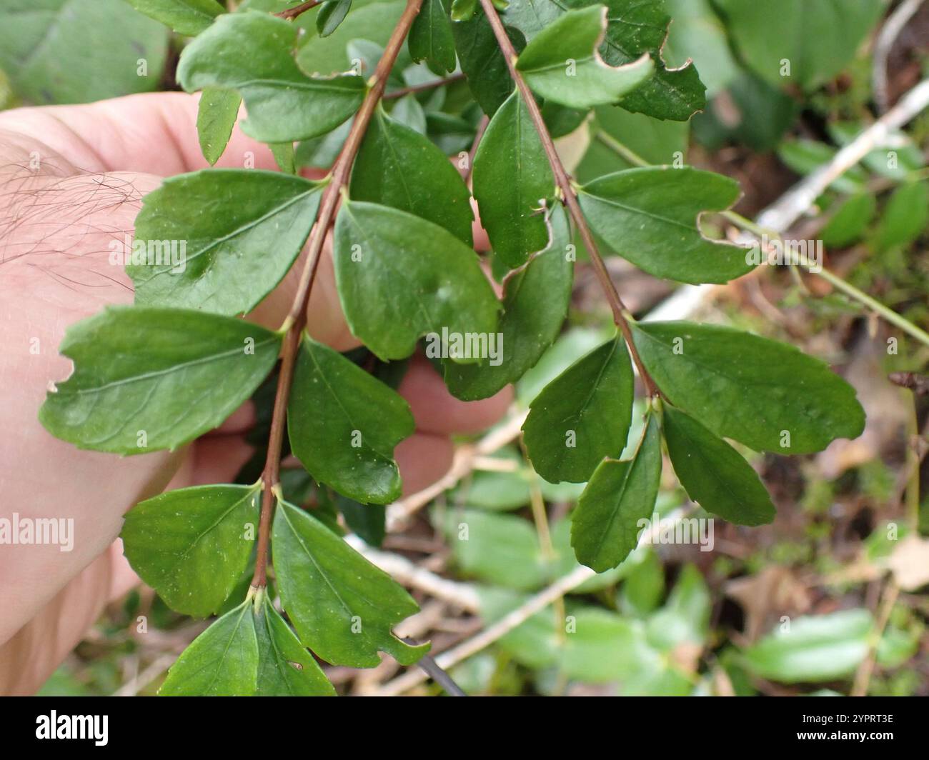 Oregon Boxwood (Paxistima myrsinites Stock Photo - Alamy