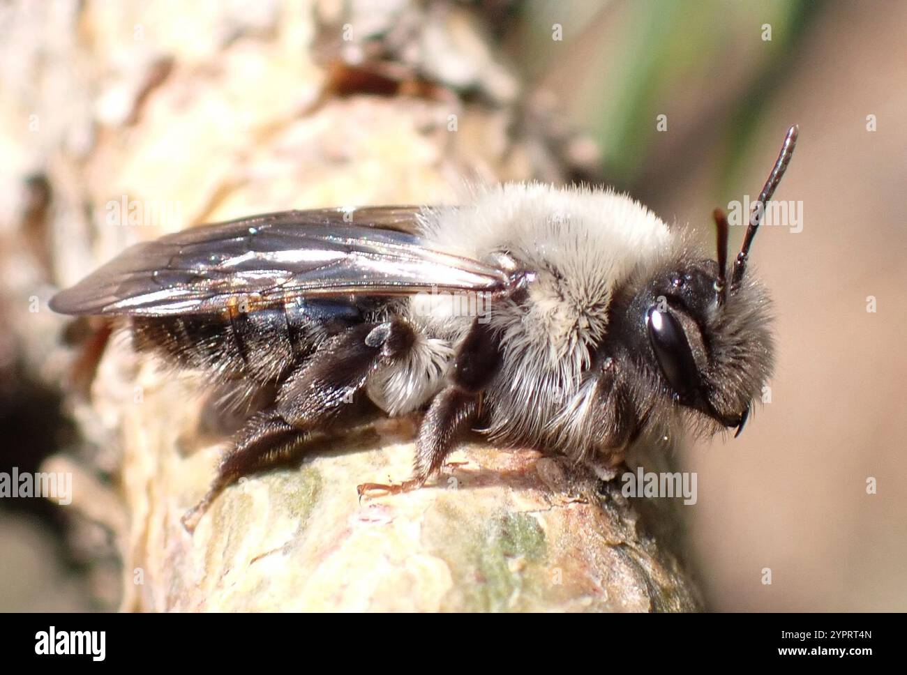 Grey-backed Mining Bee (Andrena vaga Stock Photo - Alamy