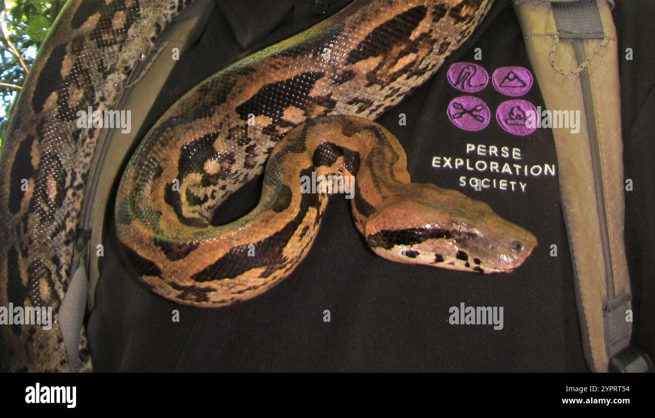 Madagascar Ground Boa (Acrantophis madagascariensis Stock Photo - Alamy